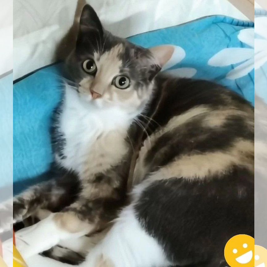 Взрослая, кошка в добрые руки