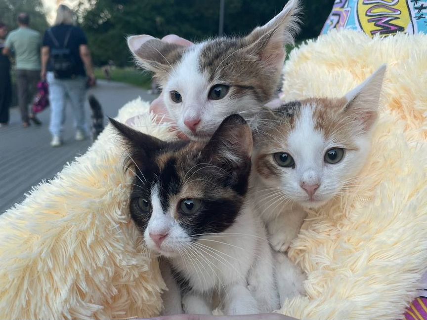 Котята в добрые руки