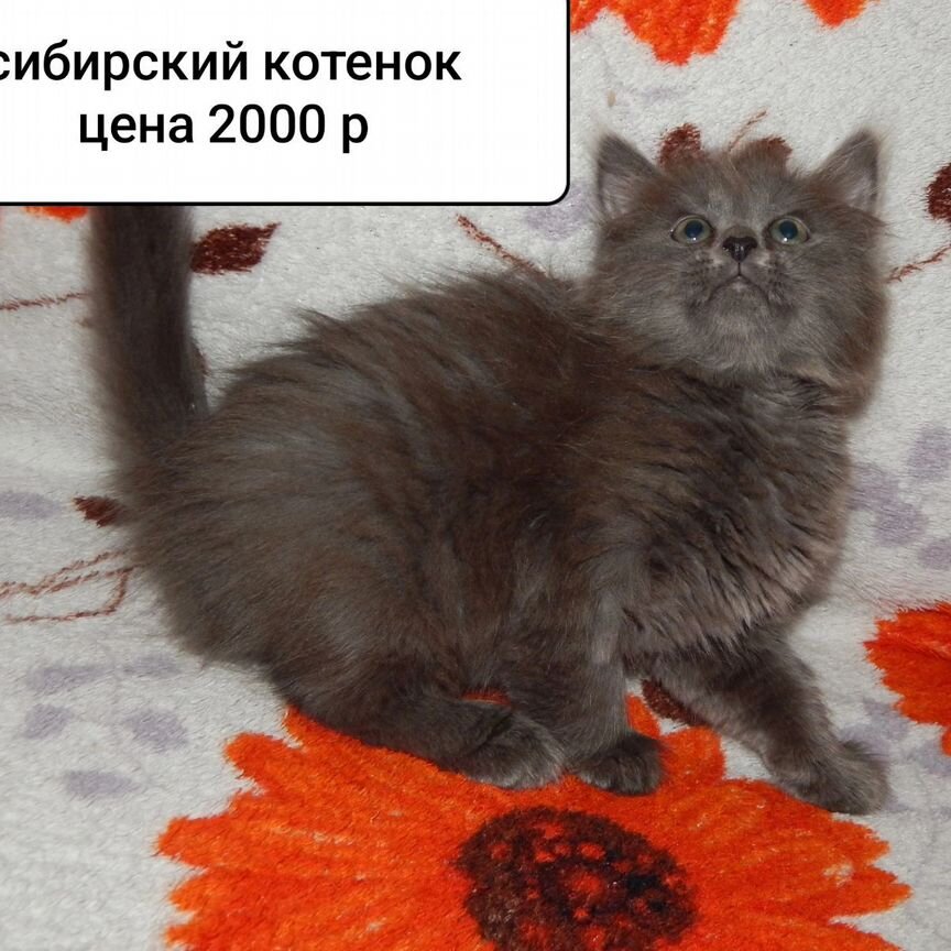 Котёнок в добрые руки