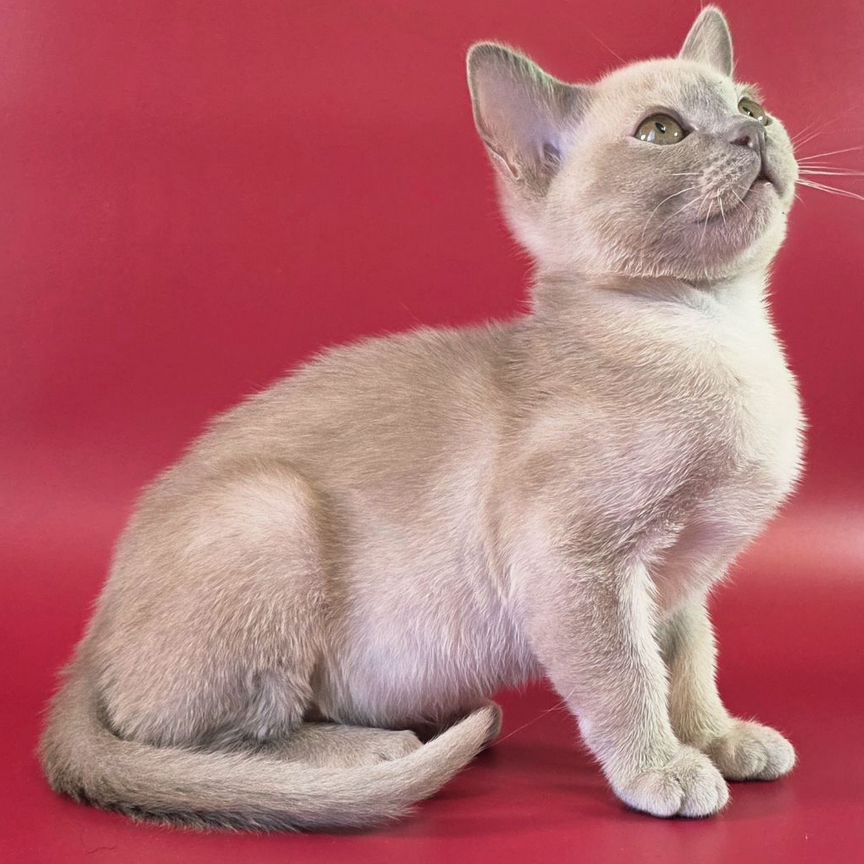 Европейский бурманский котёнок
