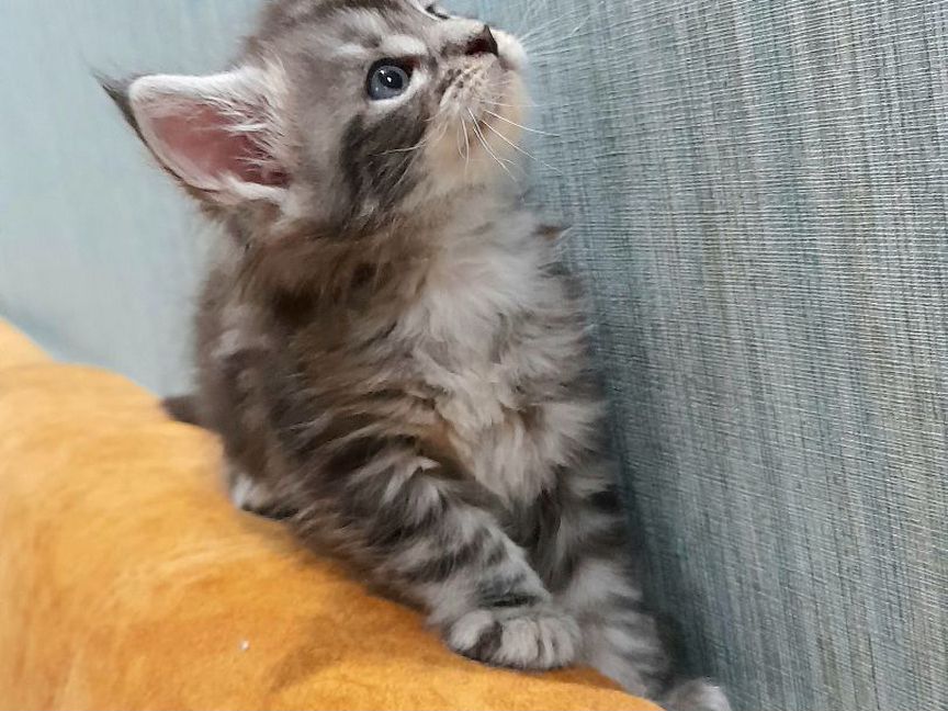 Котята мейн-кун