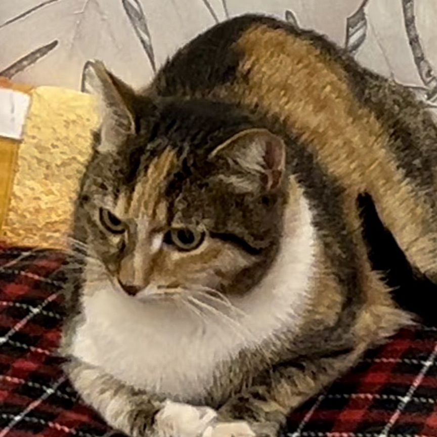 Кошечка Муся