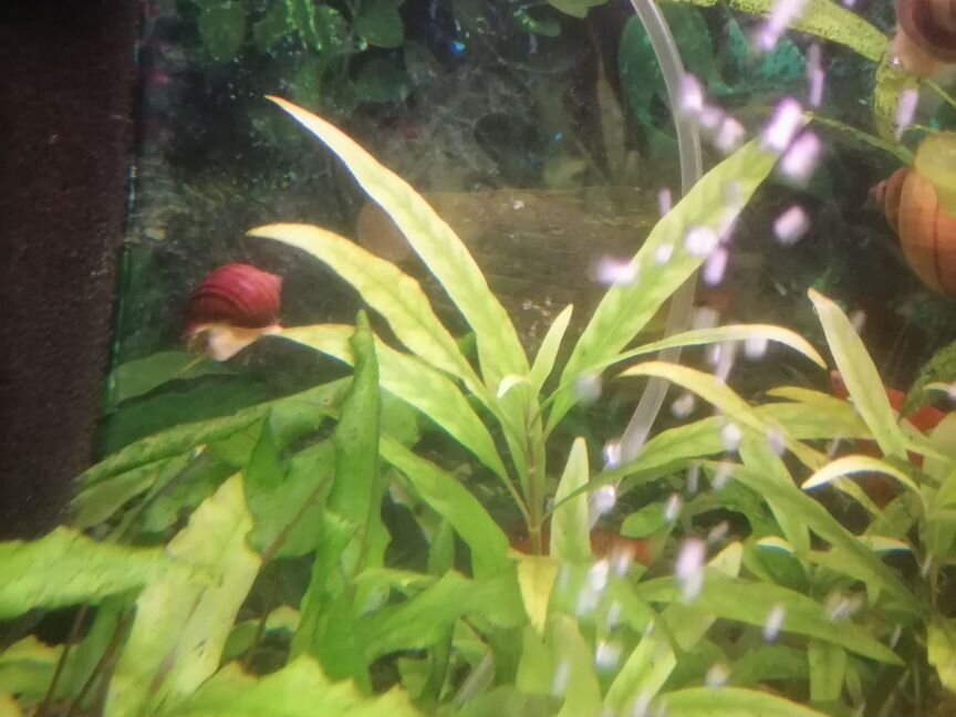 Ампулярии черничные