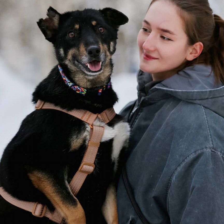 Взрослая собака в добрые руки