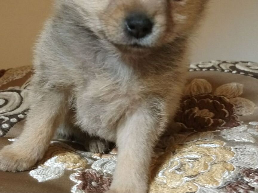 Той Терьер Щенок