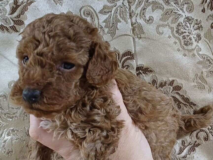 Той-пудель девочка редбраун