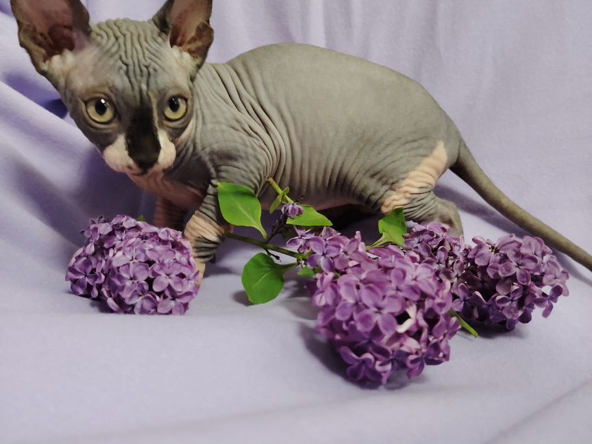 Классные канадики