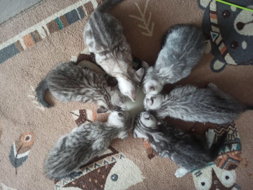 Шотландские котята