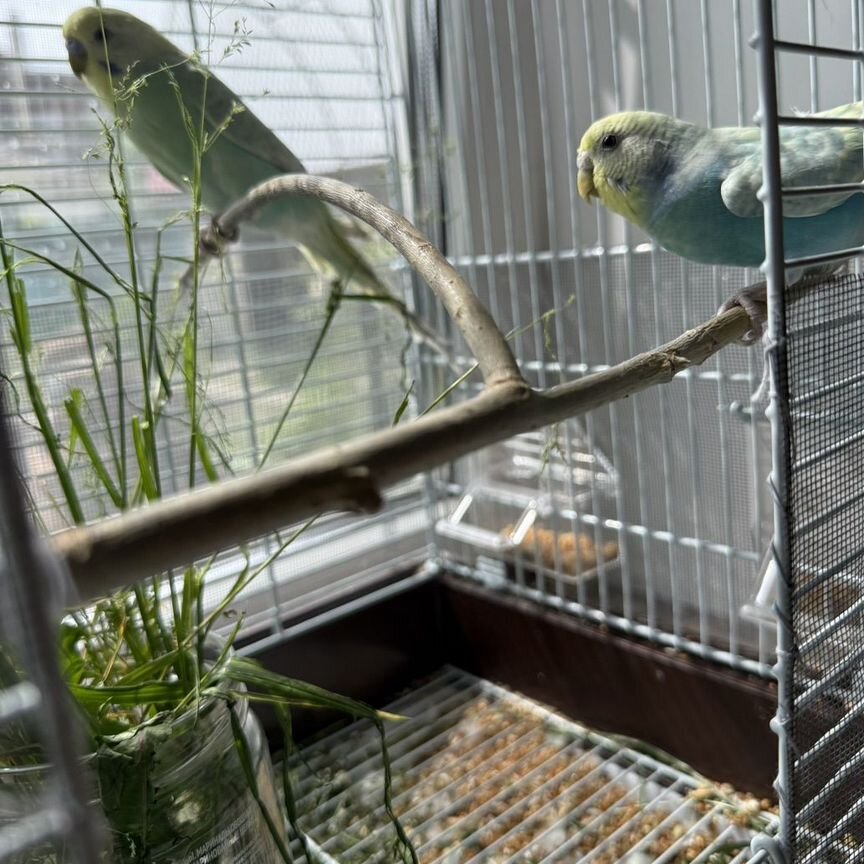 Волнистые попугаи пара