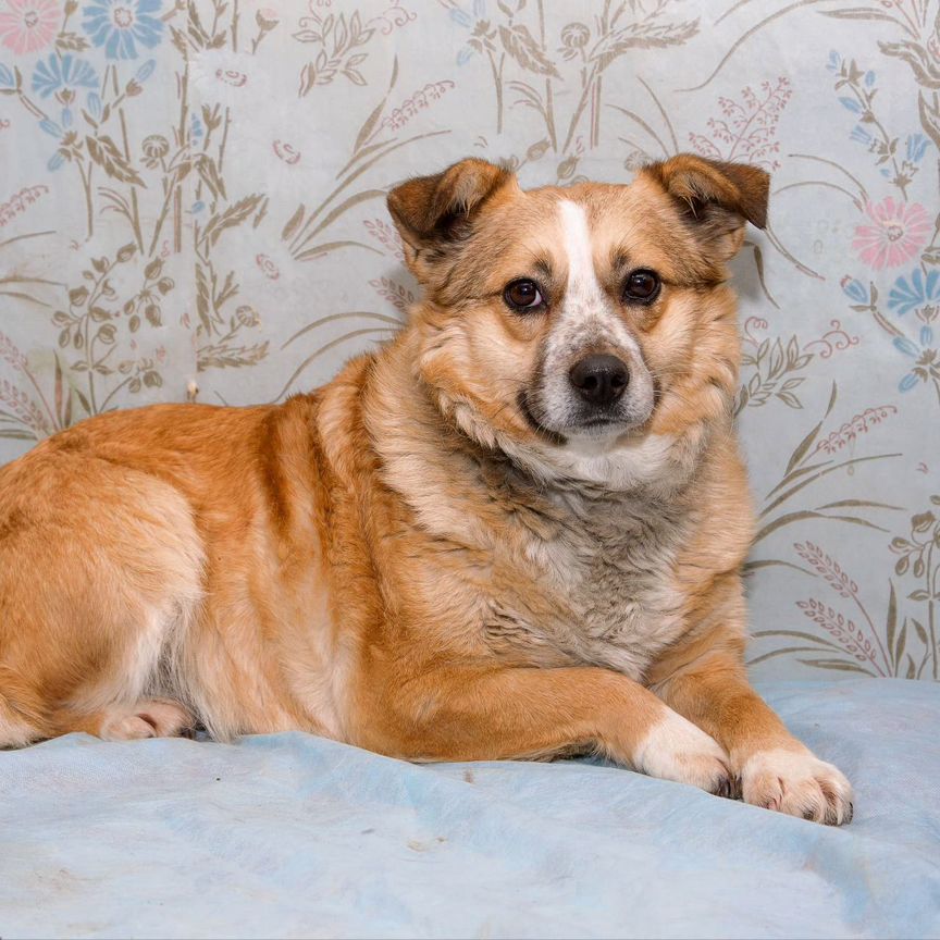 Собачка в добрые руки