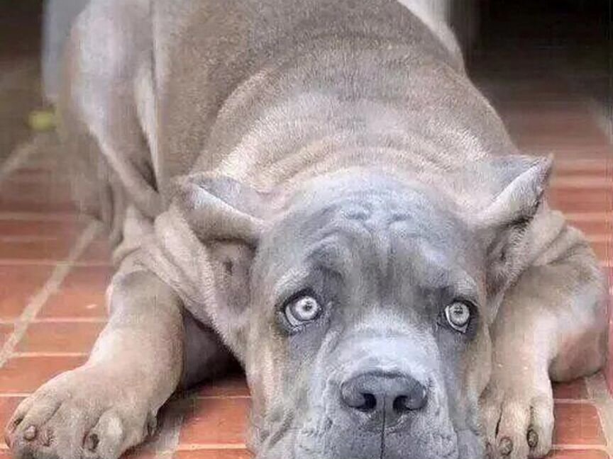 Кане Корсо Гордость Владельца