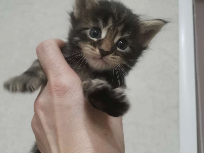 Котята мейн-кун