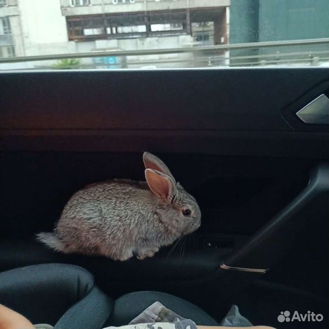 Советская шиншилла