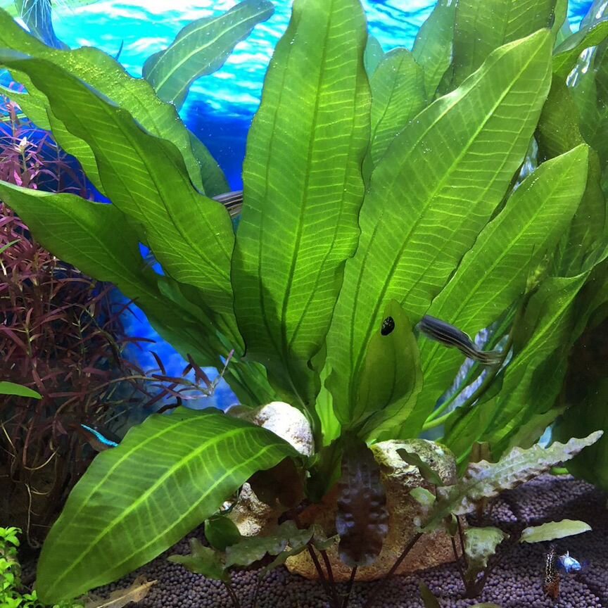 Аквариумное растение, эхинодорус