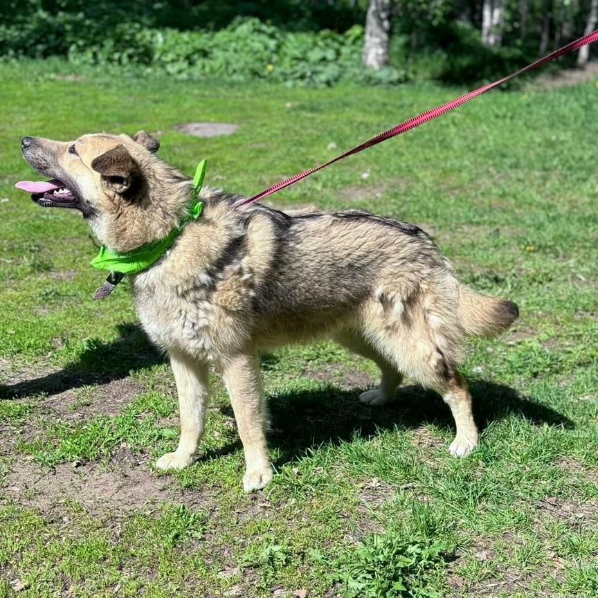 Собака в добрые руки отдам бесплатно