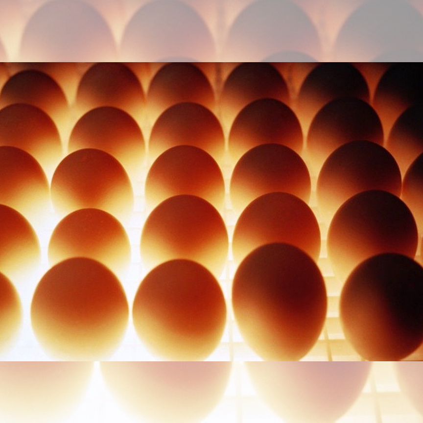 Яйцо из Генофонда Сергиев Посад