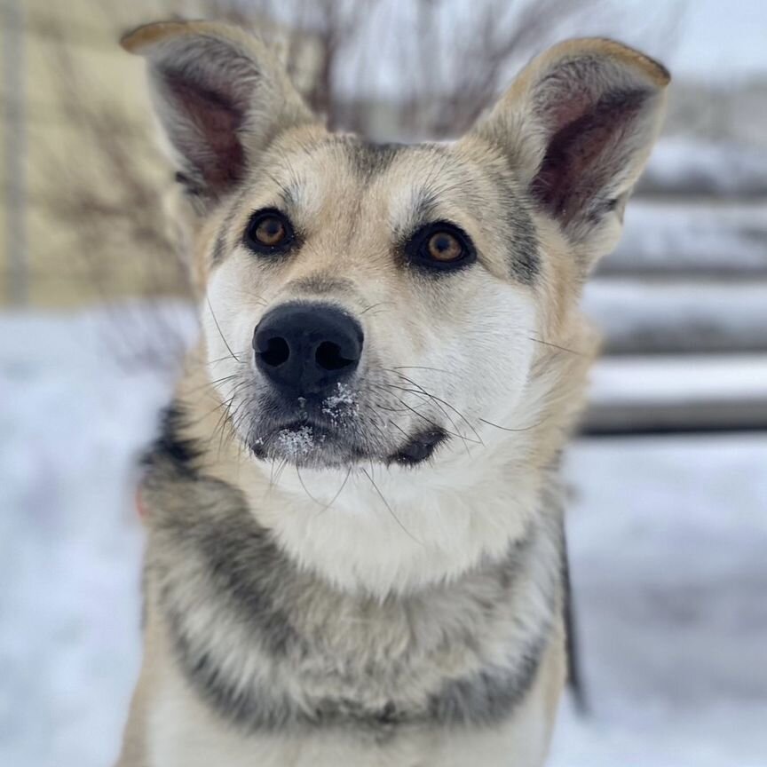 Щенок в добрые руки