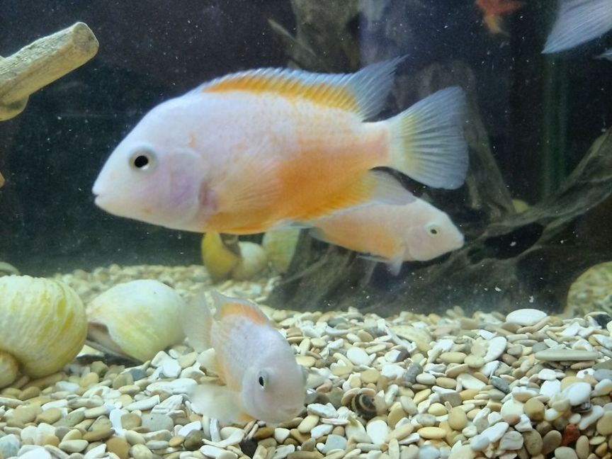 Аквариумные рыбки цихлиды