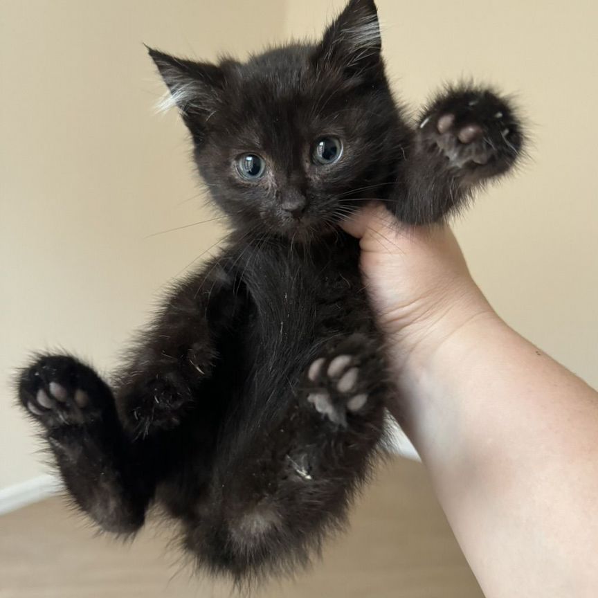 Черный котенок