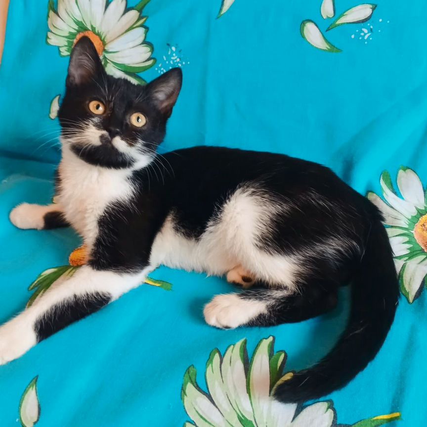 Котенок