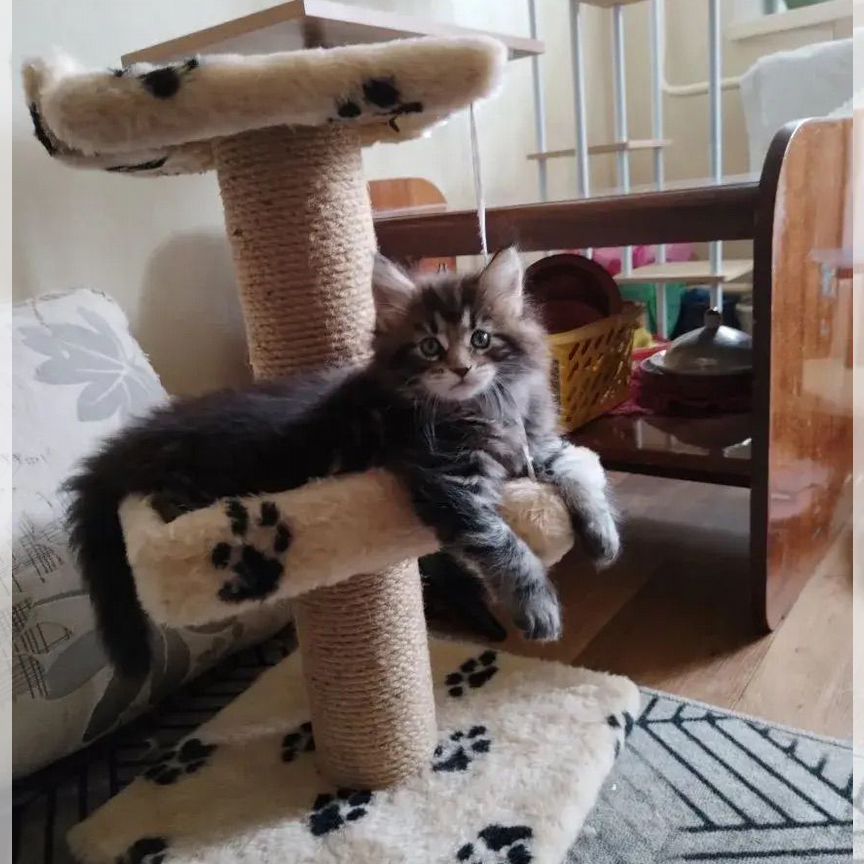 Мейн-кун котёнок