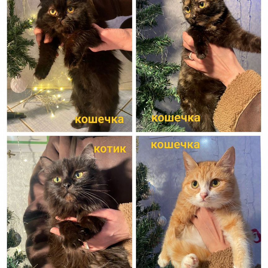 Котята хотят домой из клетки