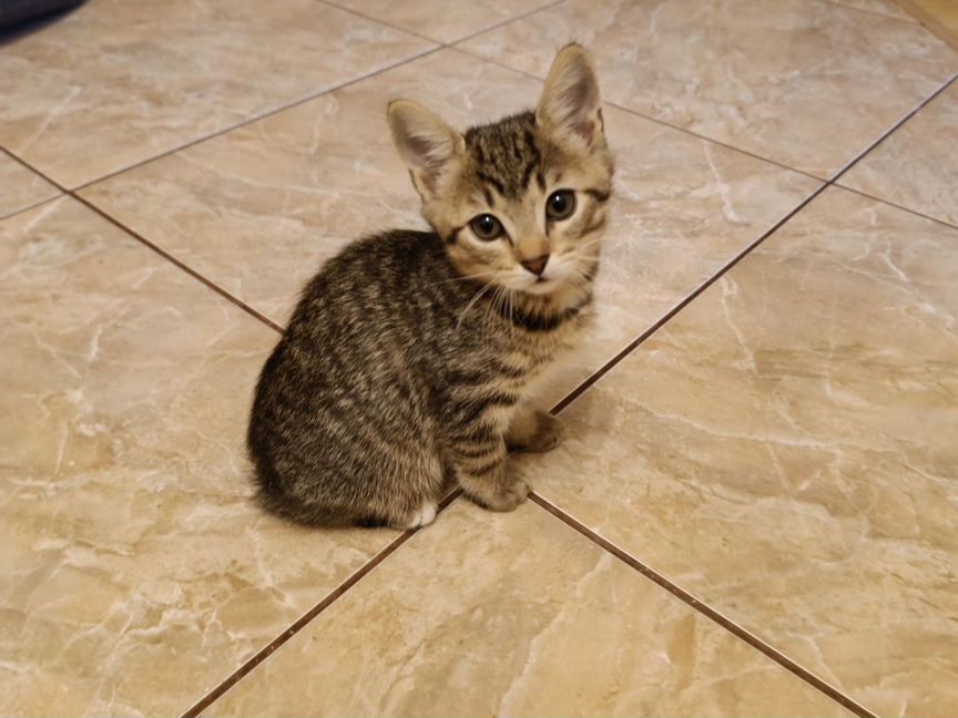 Eвропeйскaя коpоткошёрстнaя кошкa