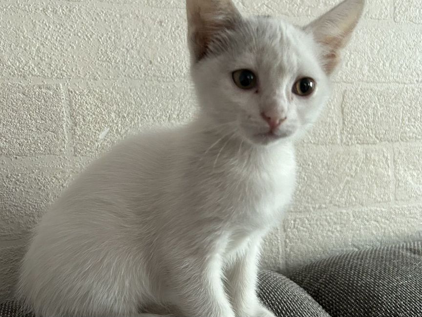 Котенок девочка от мамы турецкой ангоры