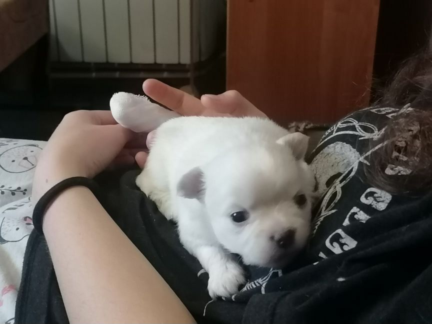 Белые щенки чихуахуа