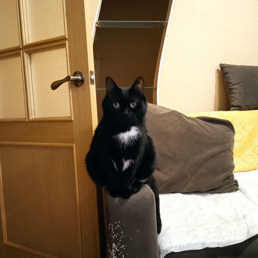 Кошки коты бесплатно