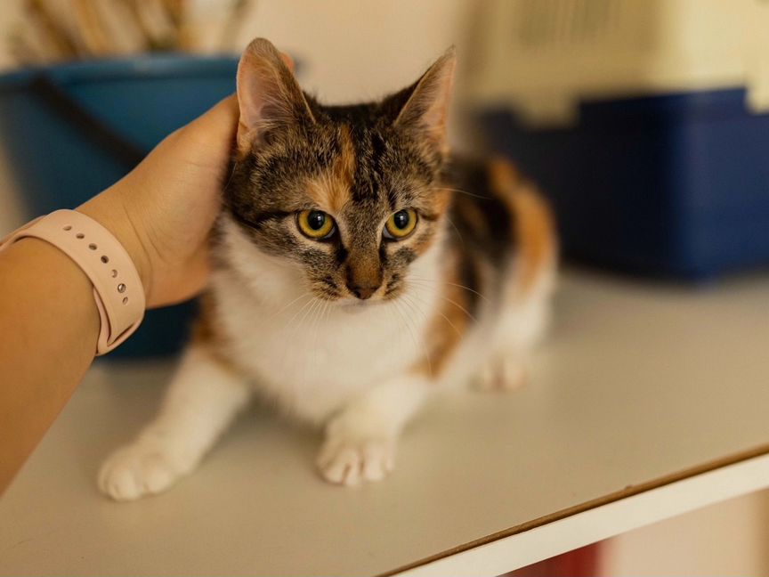 Кошечка ищет дом