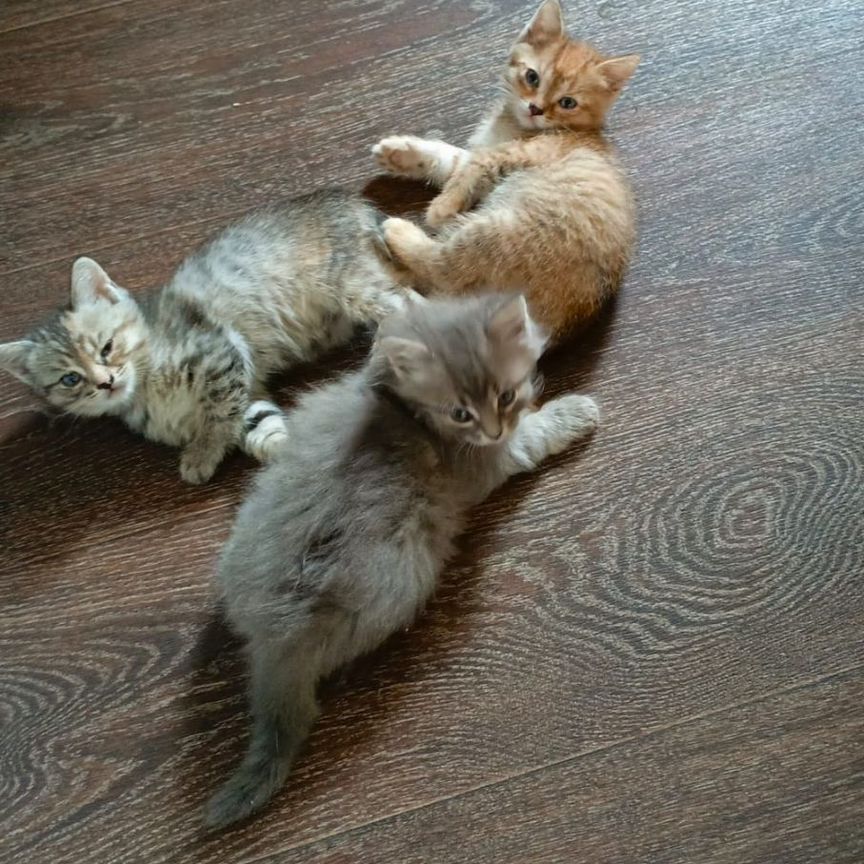 Котята