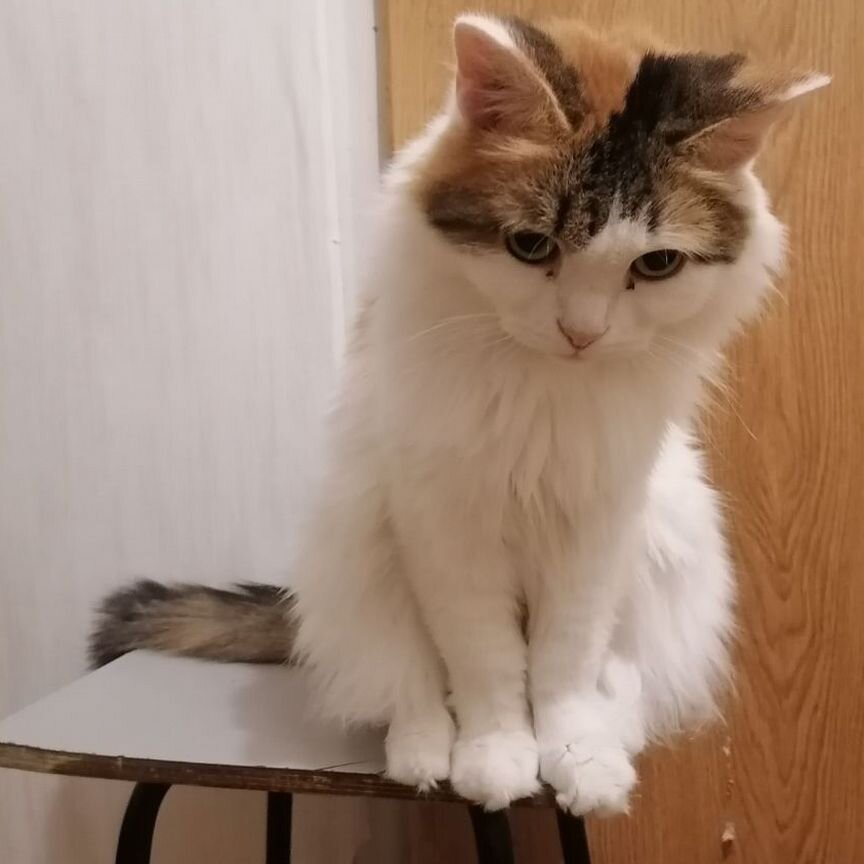 Кошка в дар