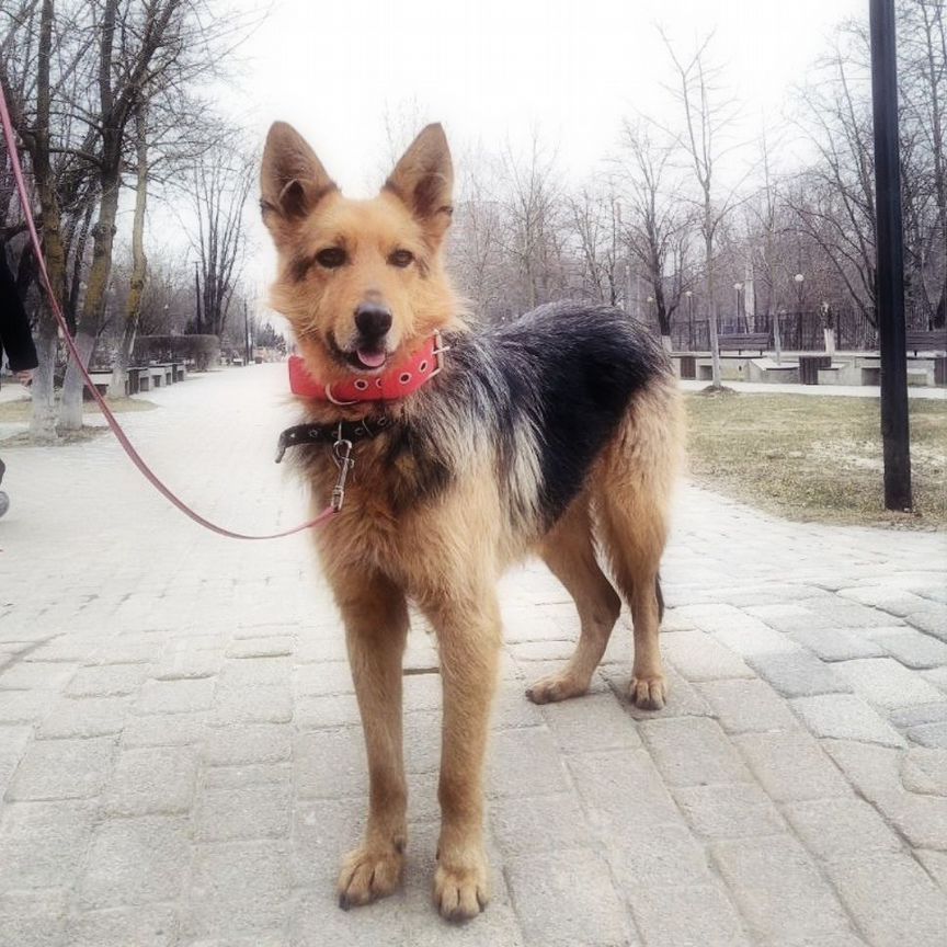 Верный Друг в добрые руки, девочка стерилизована