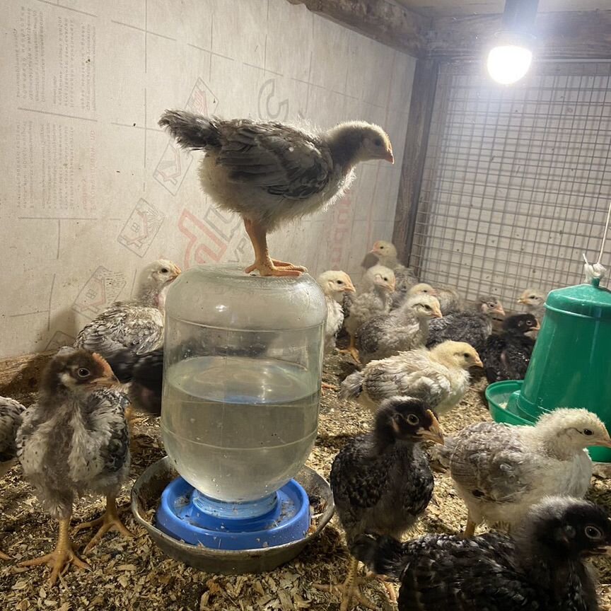 Цыплята Мастер Грей