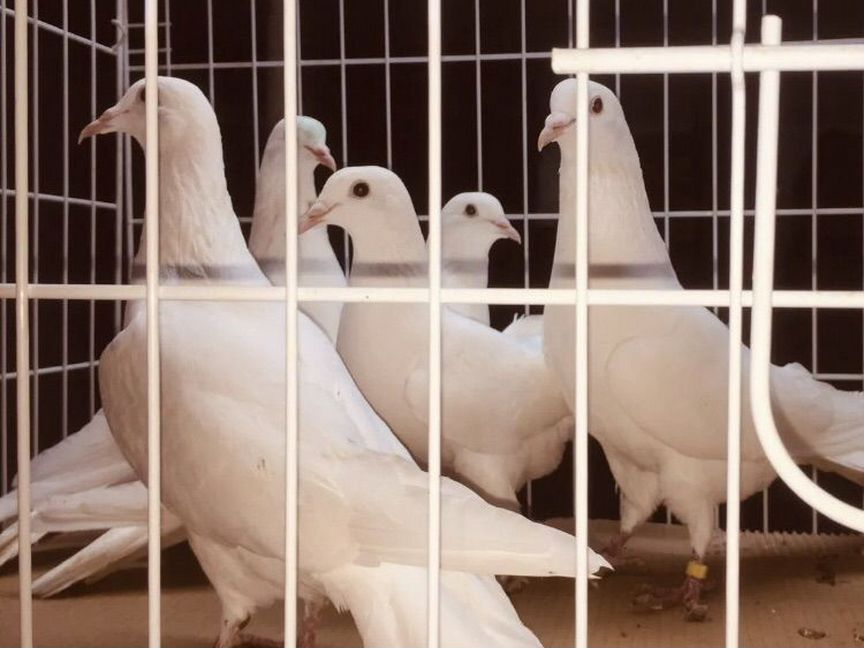 Продажа голубей