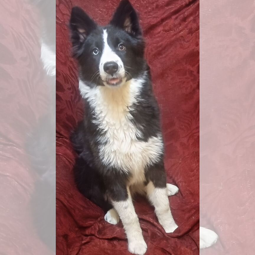 Якутская лайка, щенок