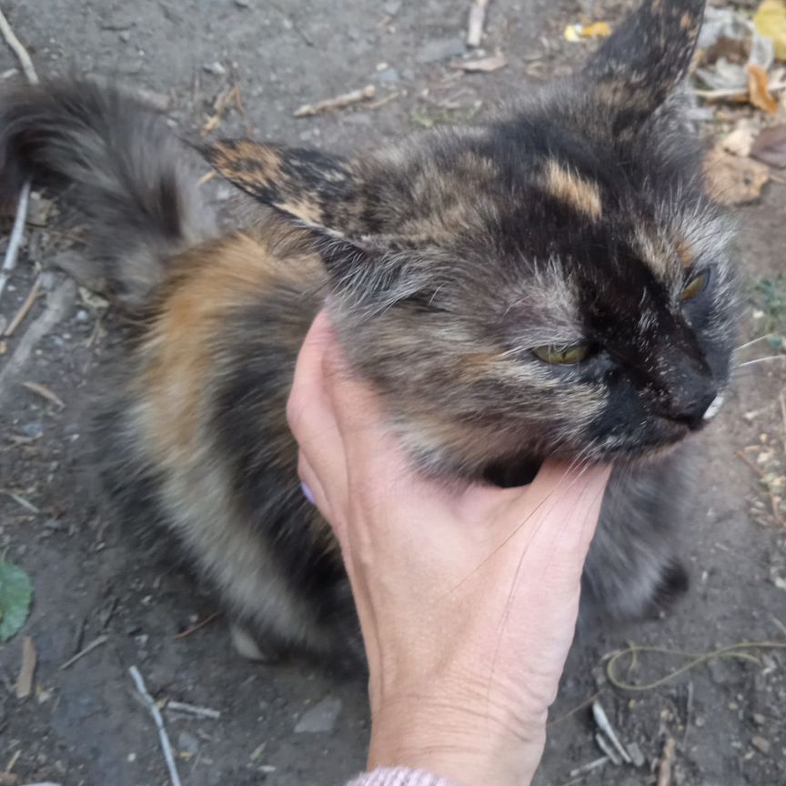 Кошка породистая