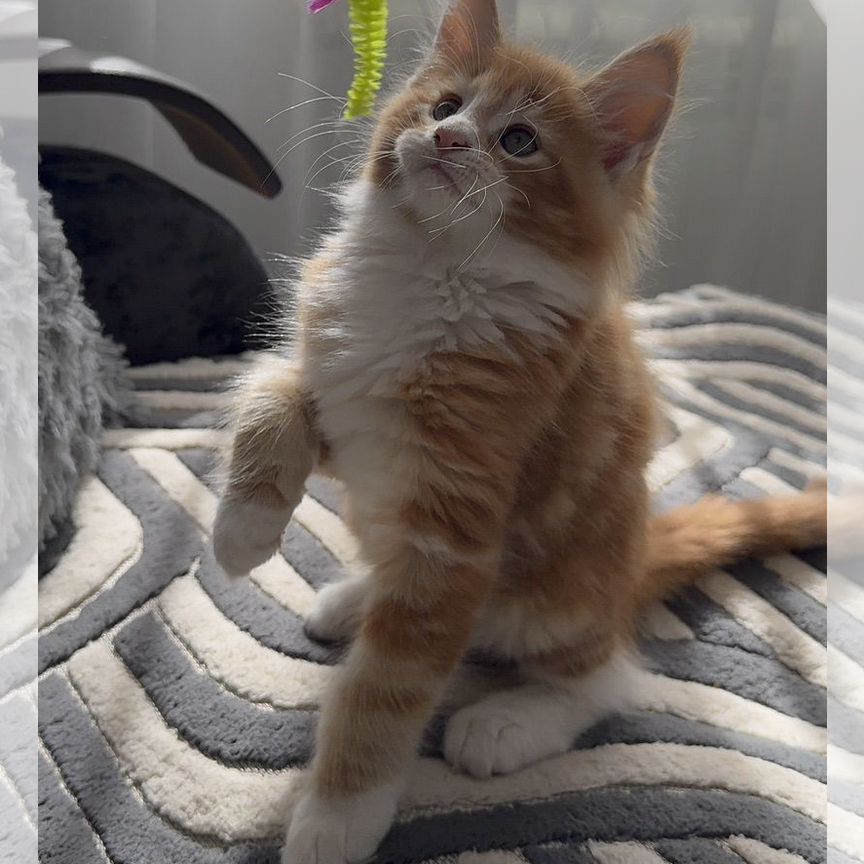 Мейн-кун котёнок