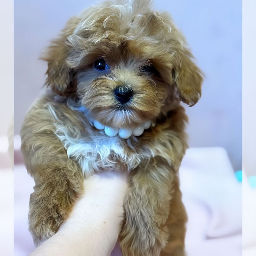 Мальтипу, щенок