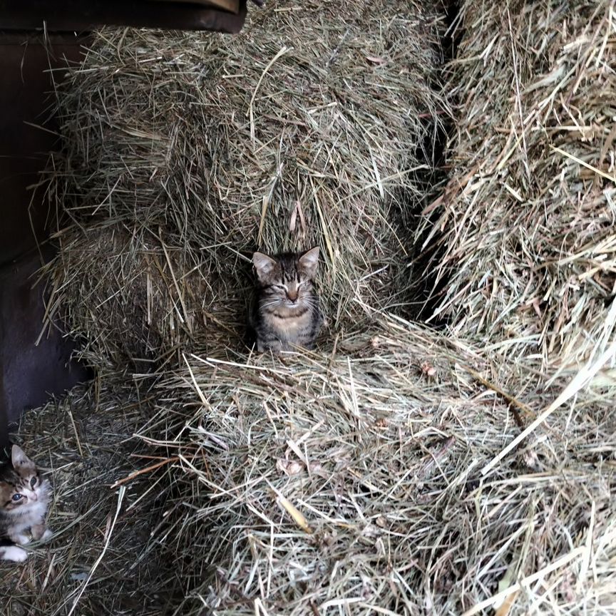 Спасите маленьких котят