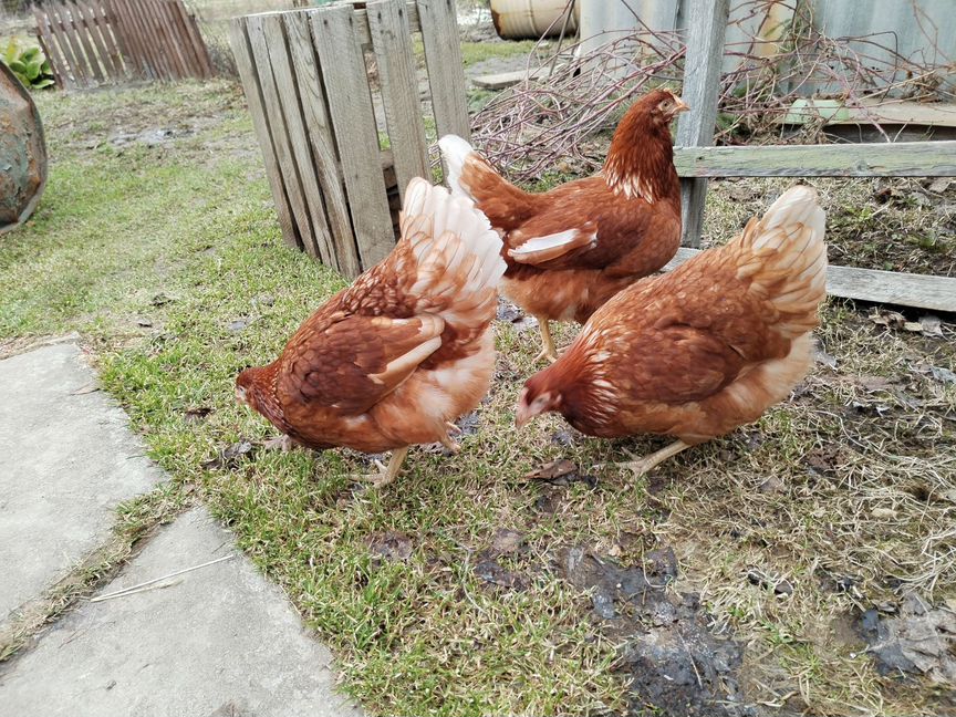 Куры несушки Браун Ник