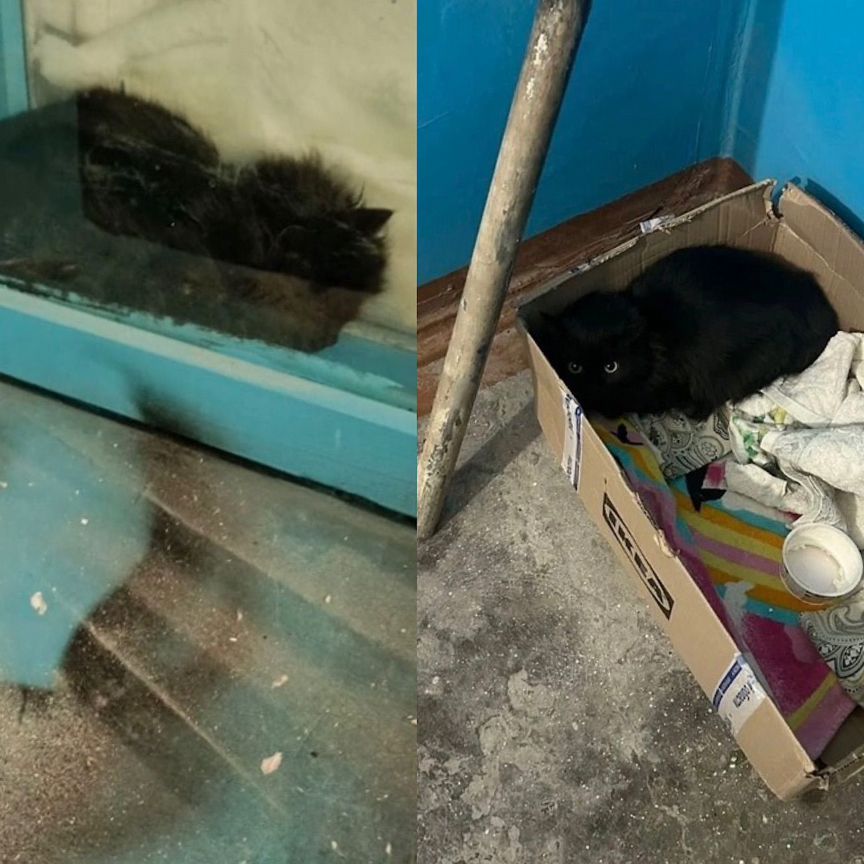 Котейка в подъезде