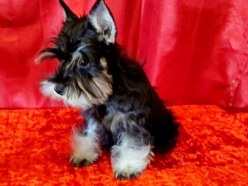 Миниатюрная девочка цвергшнауцера