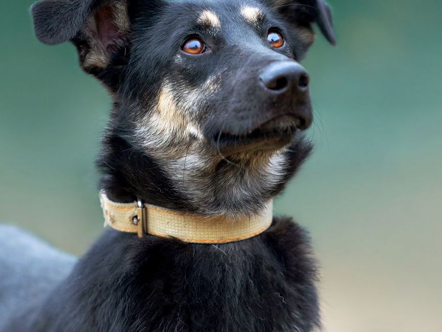 Собака из приюта в добрые руки