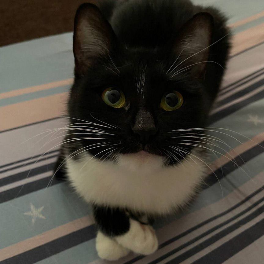 Кошка