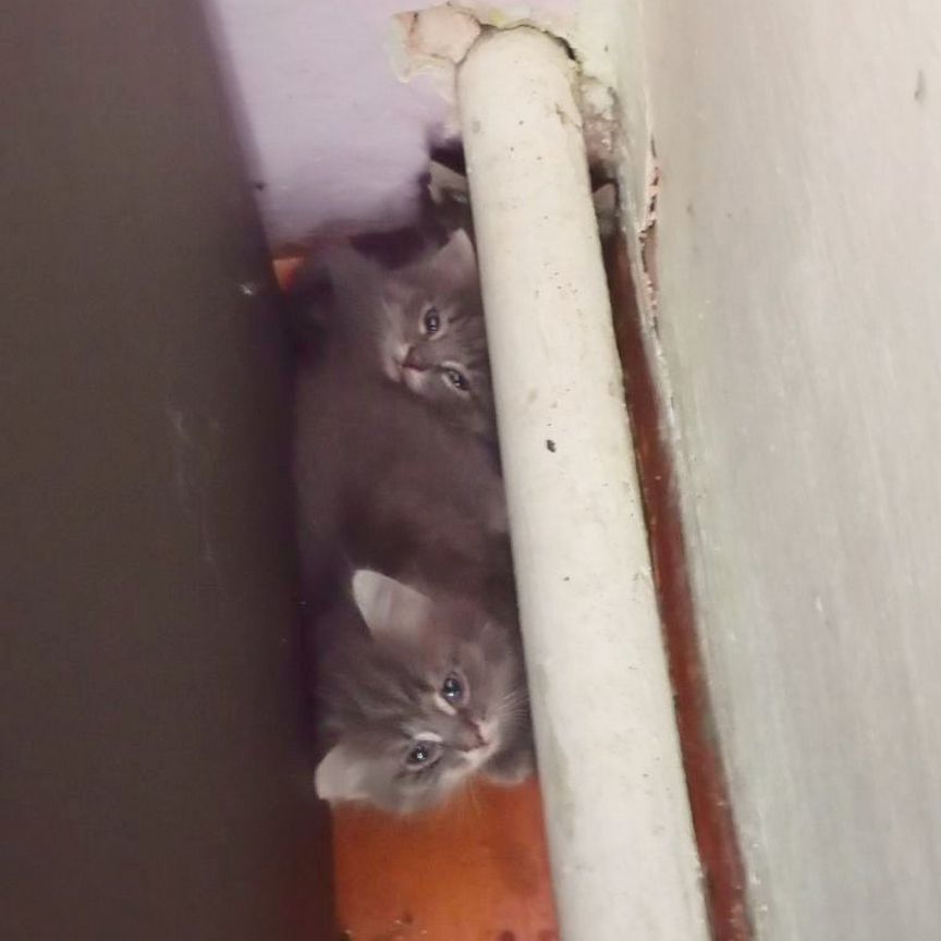 Отдам котят в добрые руки два серых