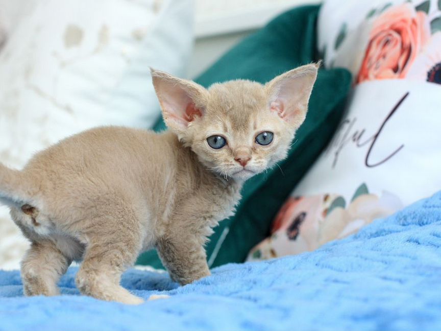 Девон-рекс котенок