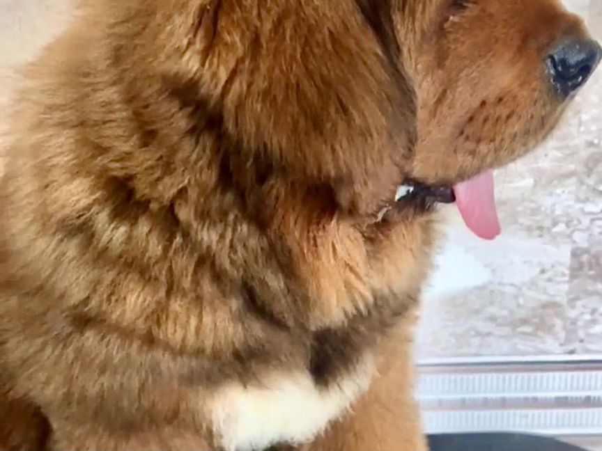 Тибетский мастиф шикарные детки