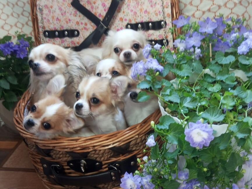 Щенки чихуахуа мини